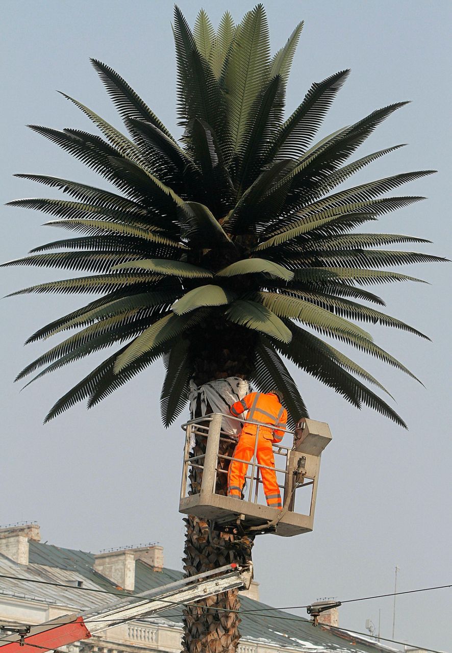 Warsaw's plastic palm tree 'dies' to mark climate threat