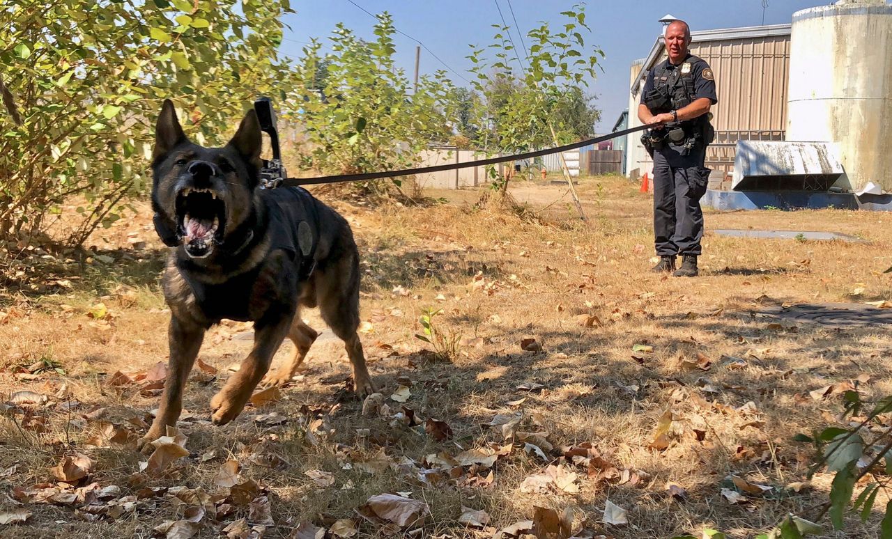 Some police dogs now have cameras, too