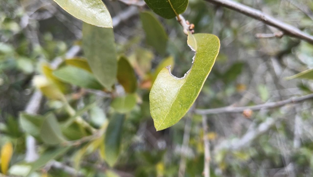 Vehicle pollution directly affecting tree defenses