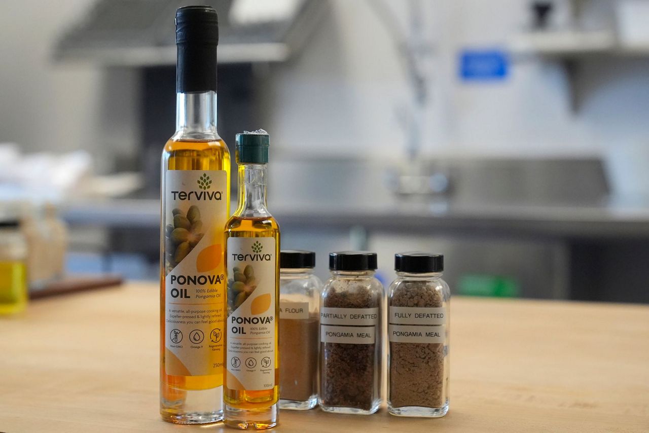 Pongamia trees grow where citrus once flourished, offering renewable ...