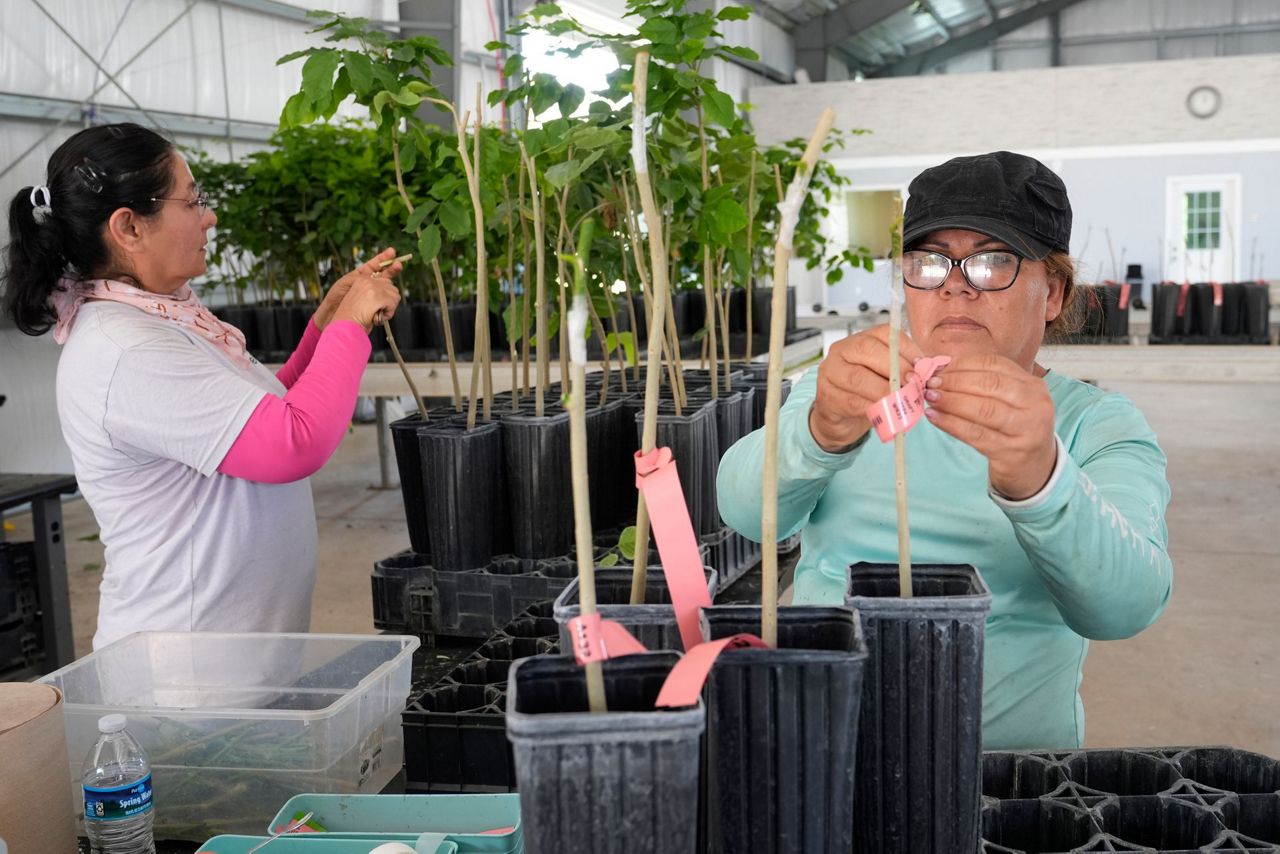 Pongamia trees grow where citrus once flourished, offering renewable ...