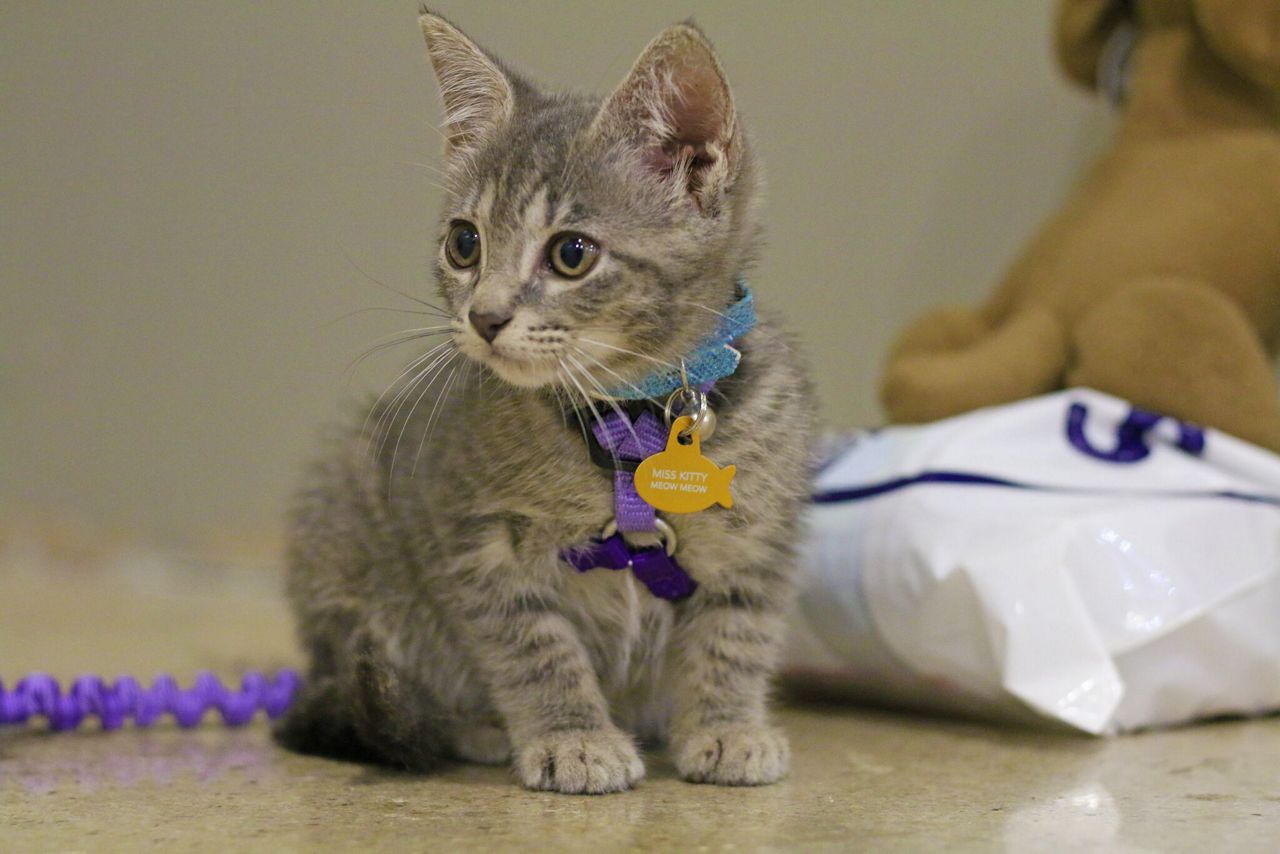 POP Cats makes purrfect debut in Austin