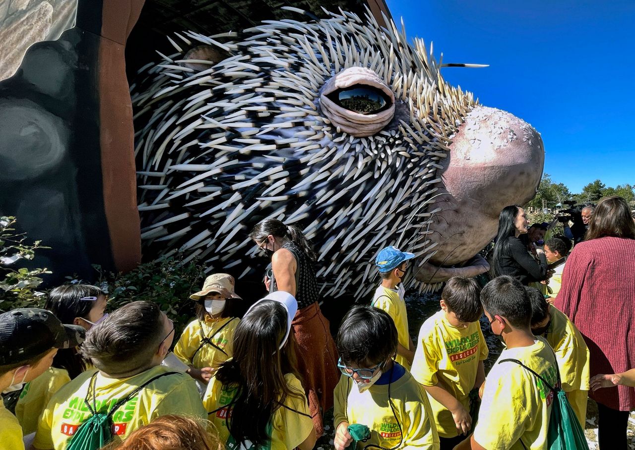 Quills and thrills as prodigious porcupine puppet unveiled