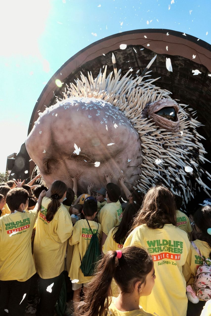 Quills and thrills as prodigious porcupine puppet unveiled