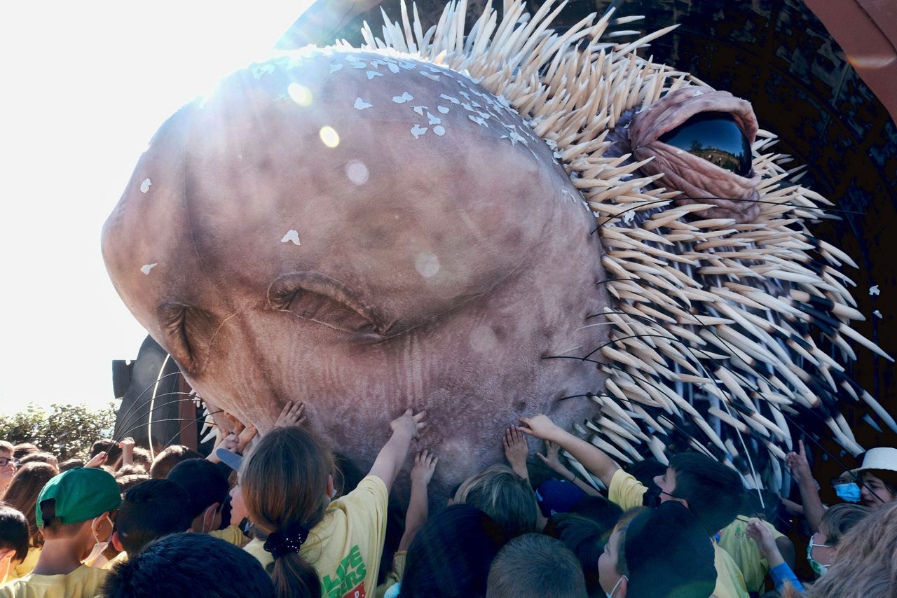 Quills and thrills as prodigious porcupine puppet unveiled