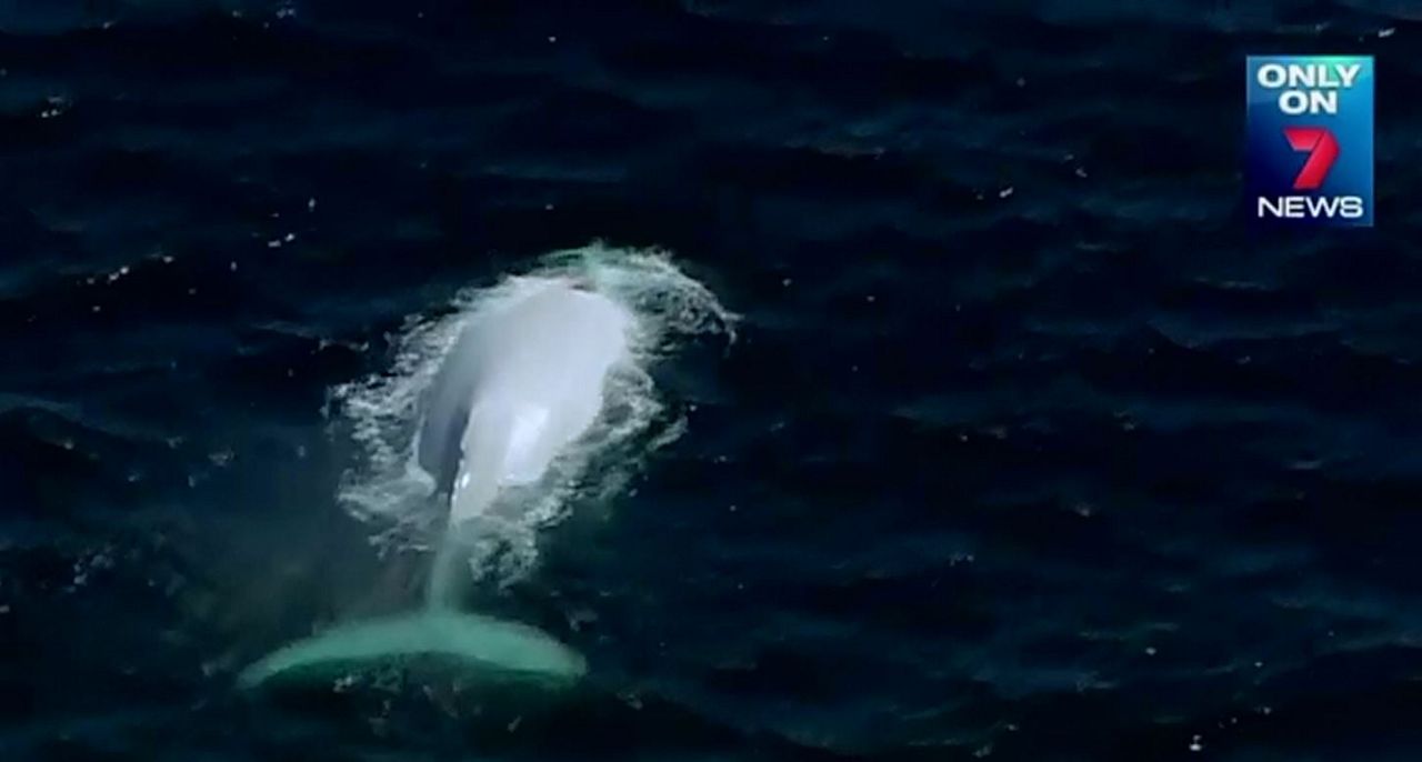 Rare White Whale Spotted on Australia Coastline