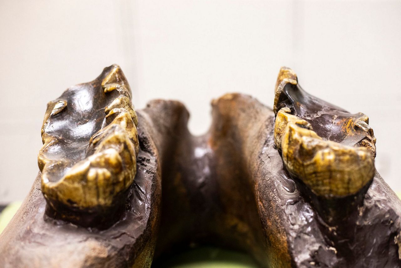 Teen finds prehistoric mastodon jaw in southern Iowa