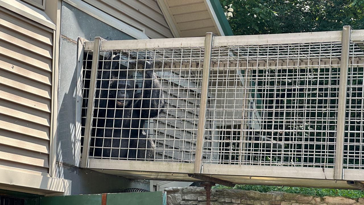 Central Kentucky primate sanctuary houses chimps, monkeys