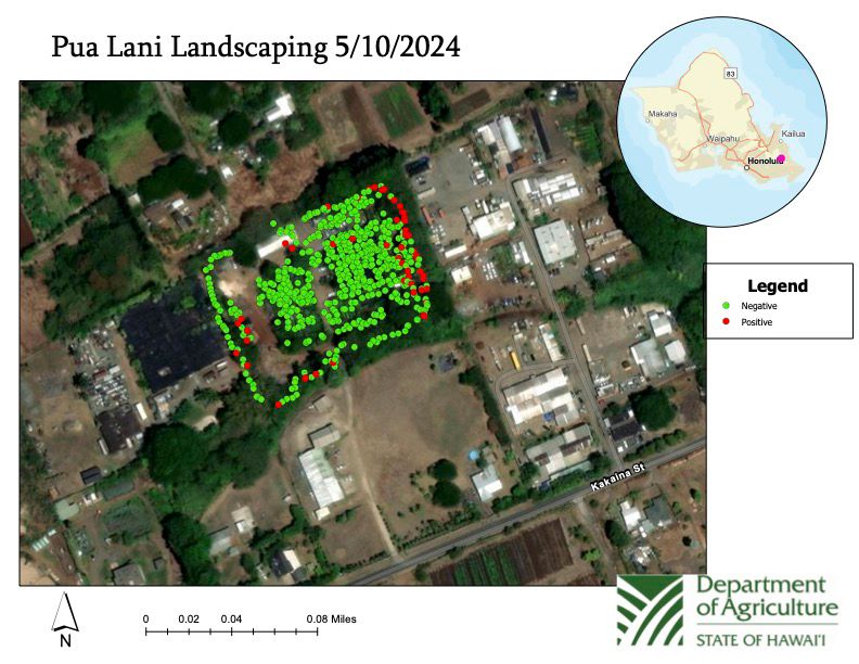 Waimanalo landscapers inspected for Little Fire Ants