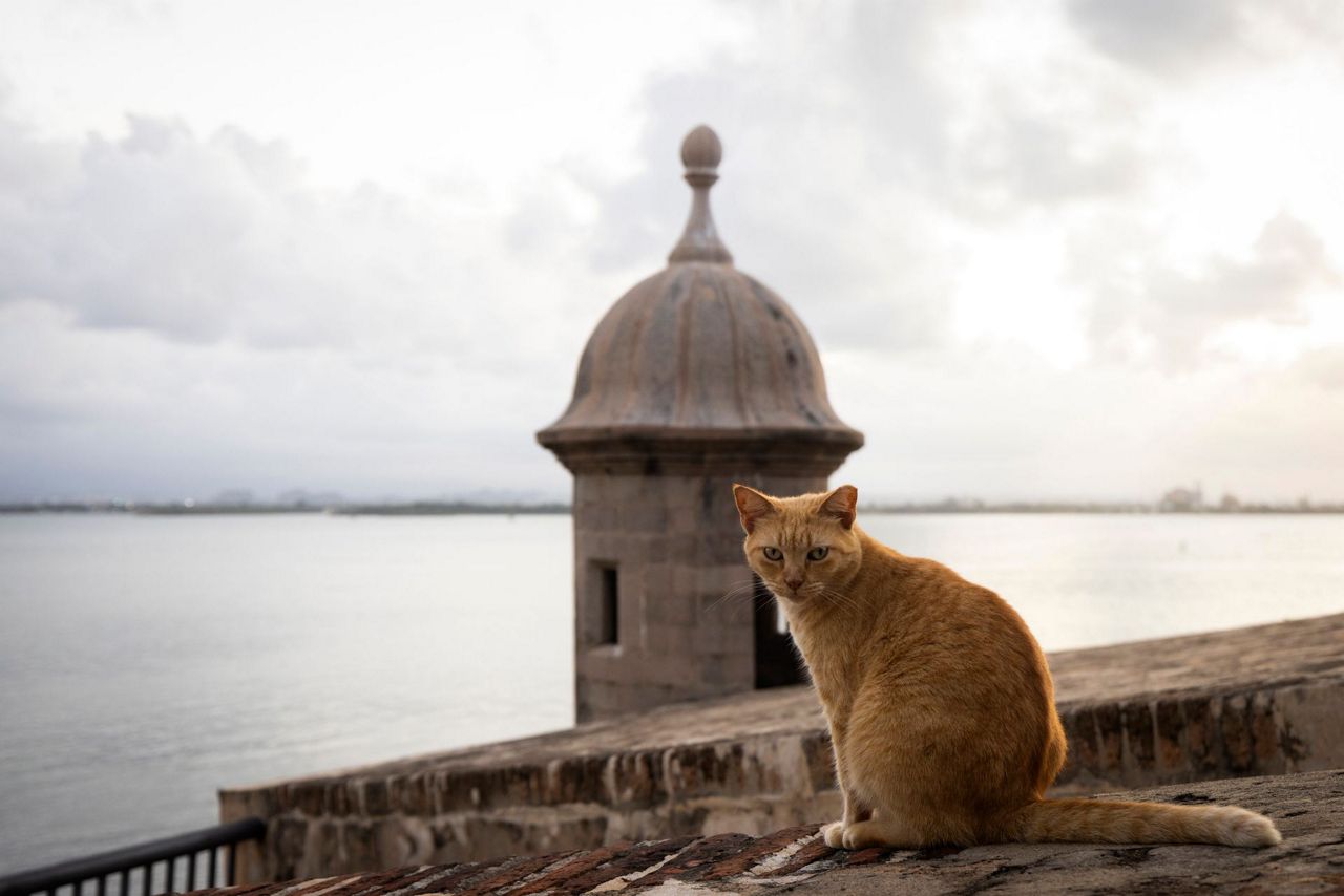 Puerto Rico's famous stray cats will be removed from grounds ...