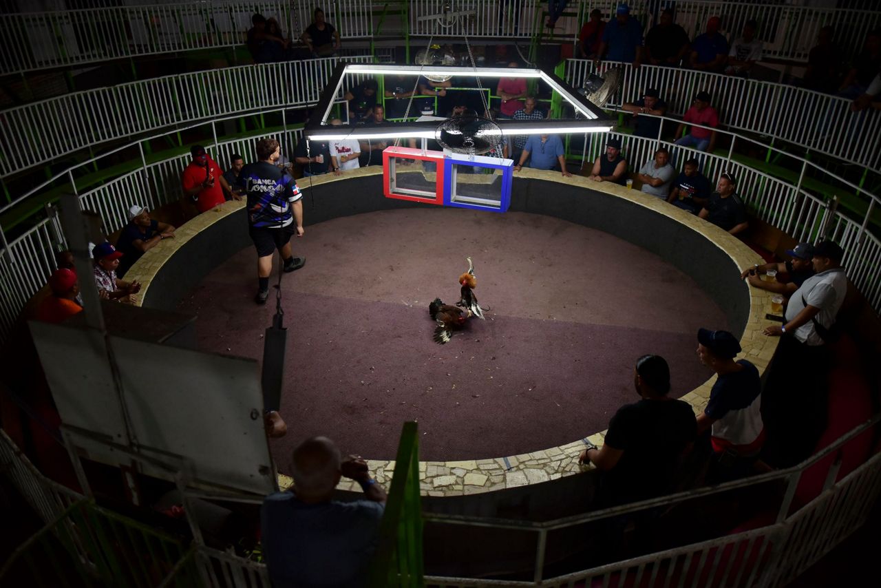 Puerto Rico cockfighters go to ring in federal ban defiance