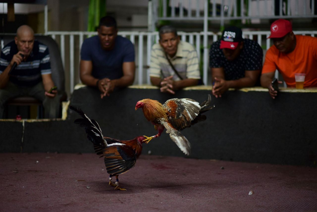 Puerto Rico cockfighters go to ring in federal ban defiance