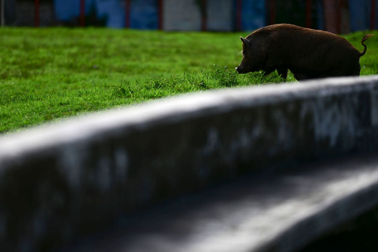 Feral pigs flummox Puerto Rico, infiltrate communities