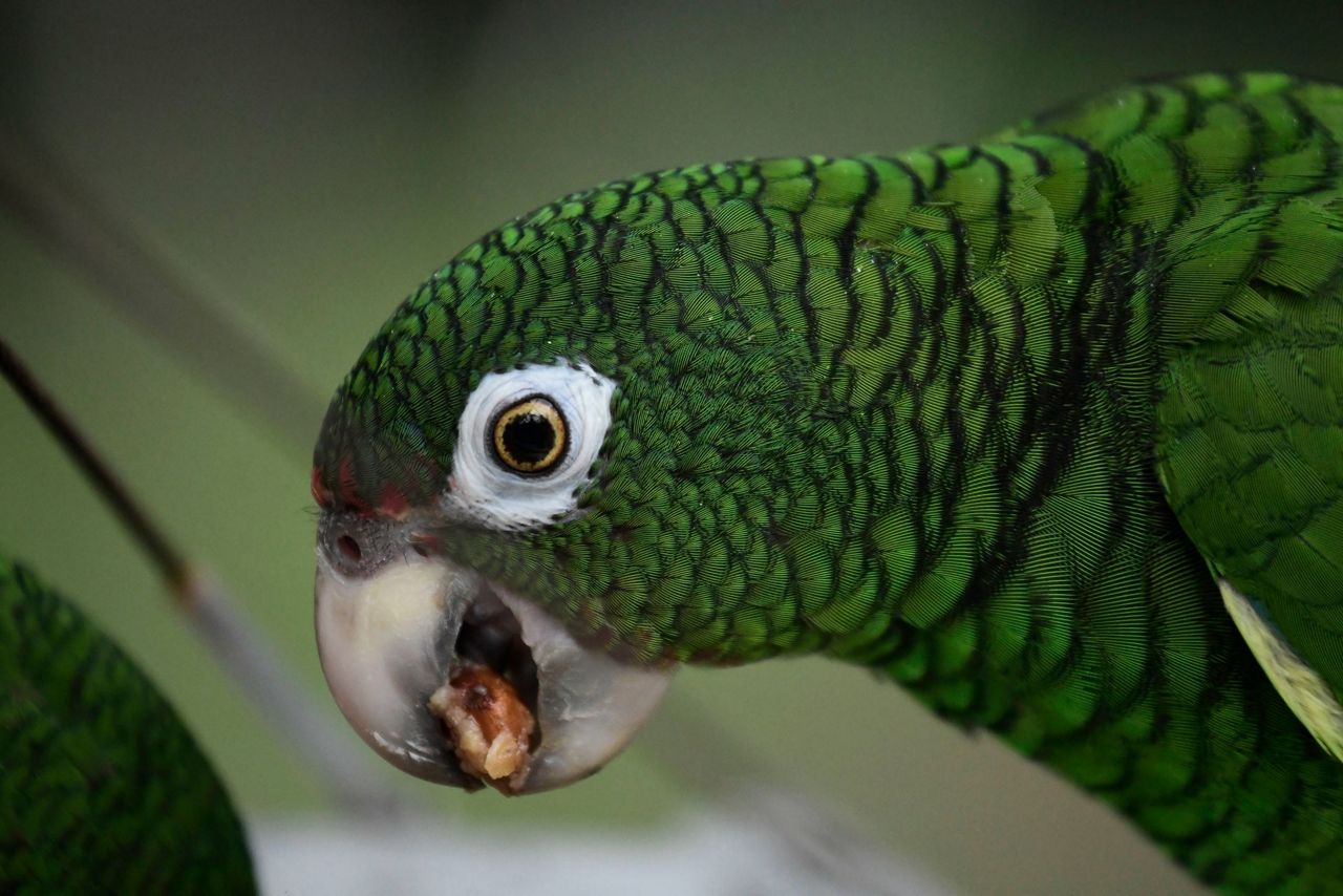 Scientists work to save wild Puerto Rican parrot after Maria