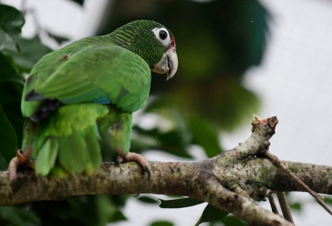 Scientists work to save wild Puerto Rican parrot after Maria