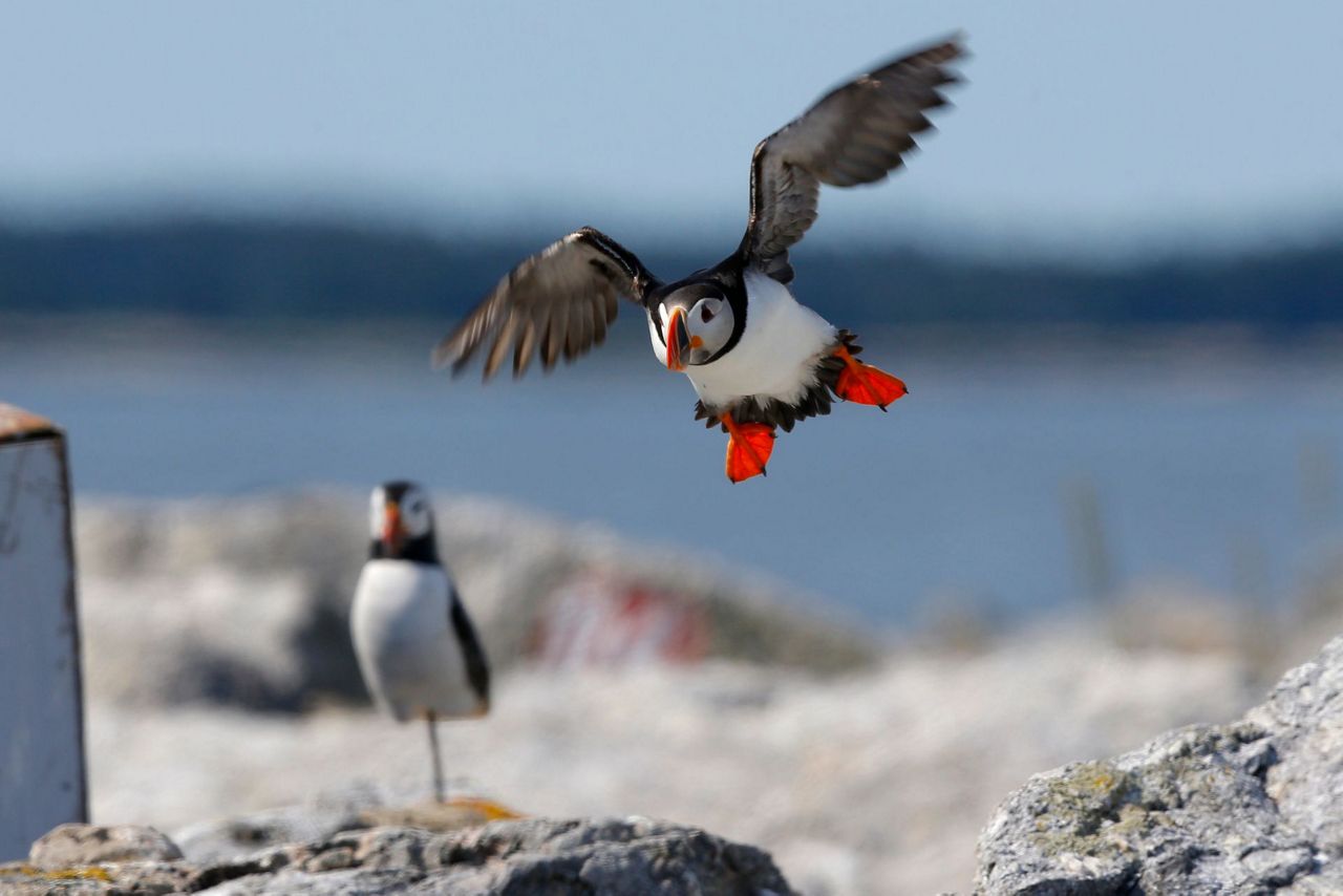 Puffins fill up nesting islands this year despite challenges