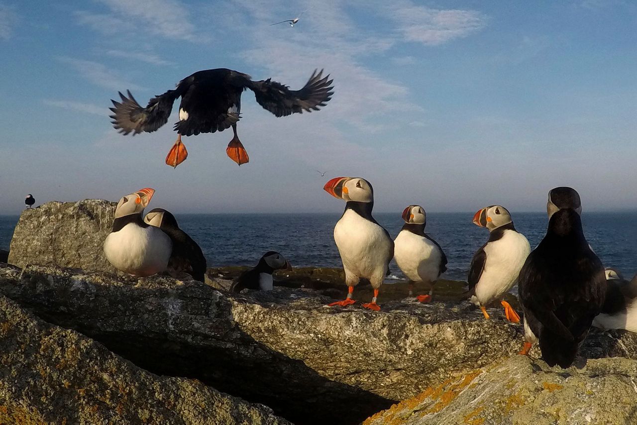Puffins fill up nesting islands this year despite challenges
