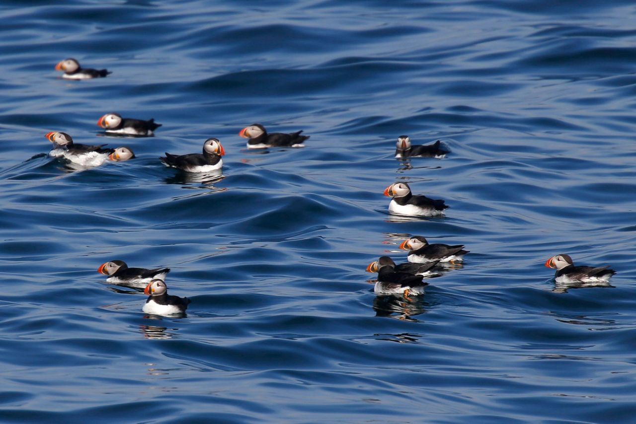 Puffins fill up nesting islands this year despite challenges