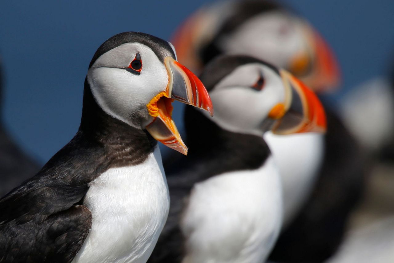 Puffins fill up nesting islands this year despite challenges