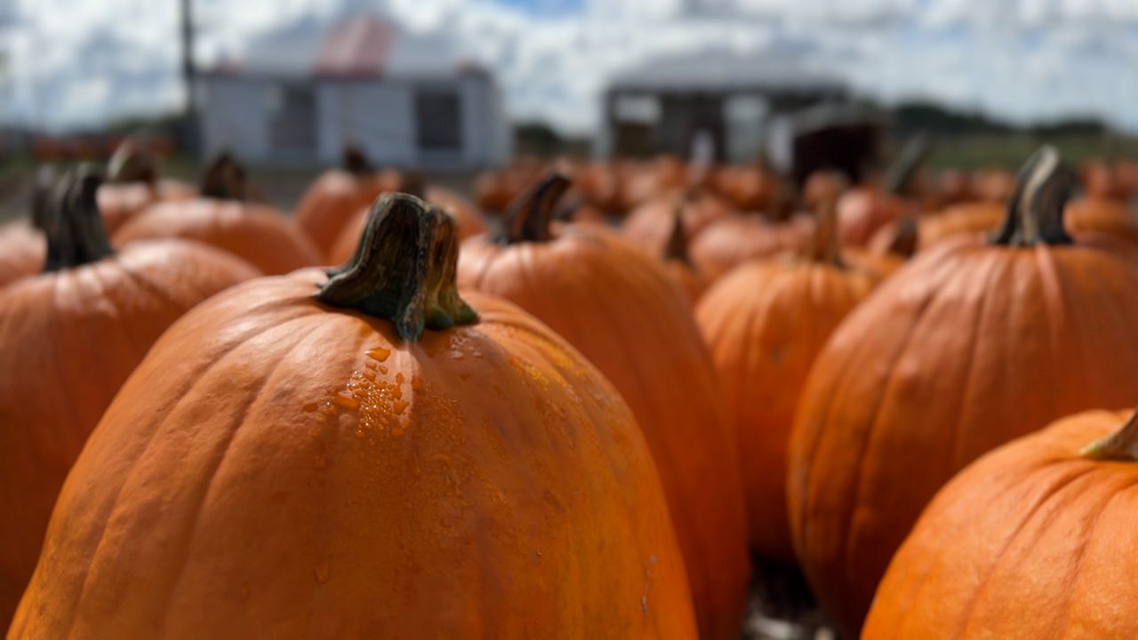 Will rain have an impact on pumpkin farms and corn mazes?