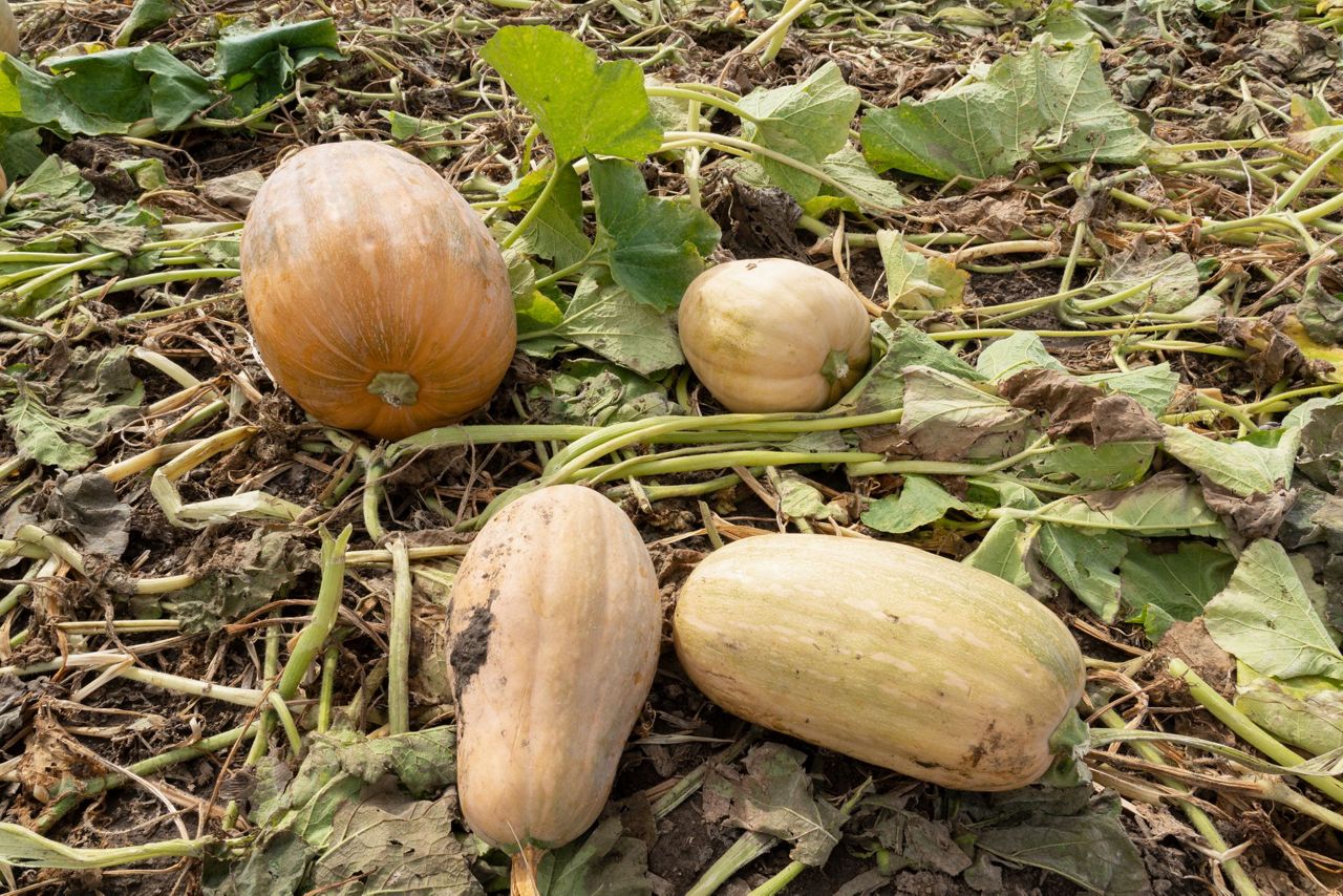 Pumpkin farms adapt to improve soil, lower emissions