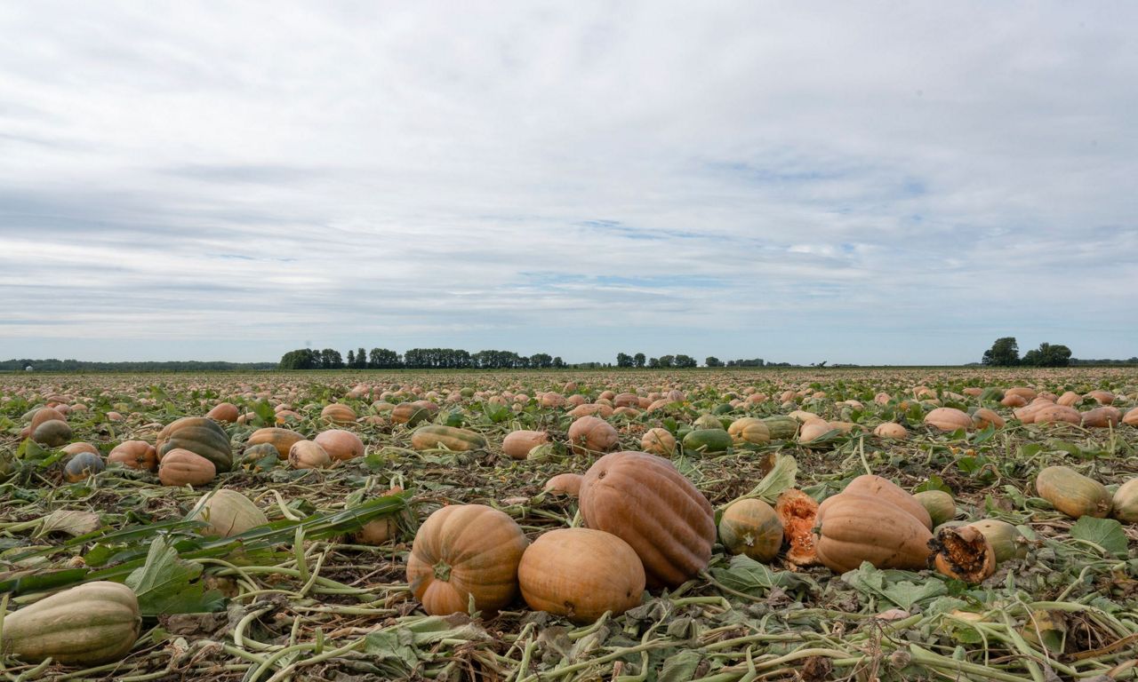 Pumpkin farms adapt to improve soil, lower emissions