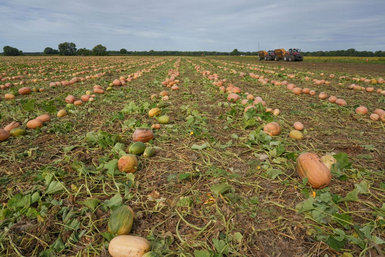 Pumpkin farms adapt to improve soil, lower emissions