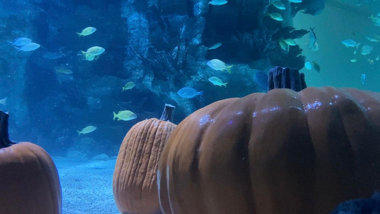 Newport Aquarium getting in the fall mood