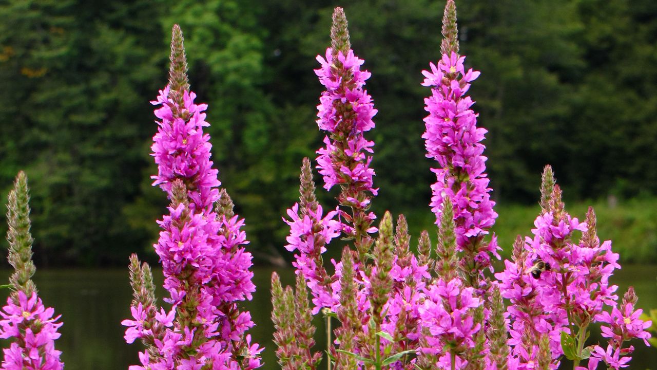 Galerucella beetles helping to combat invasive plant