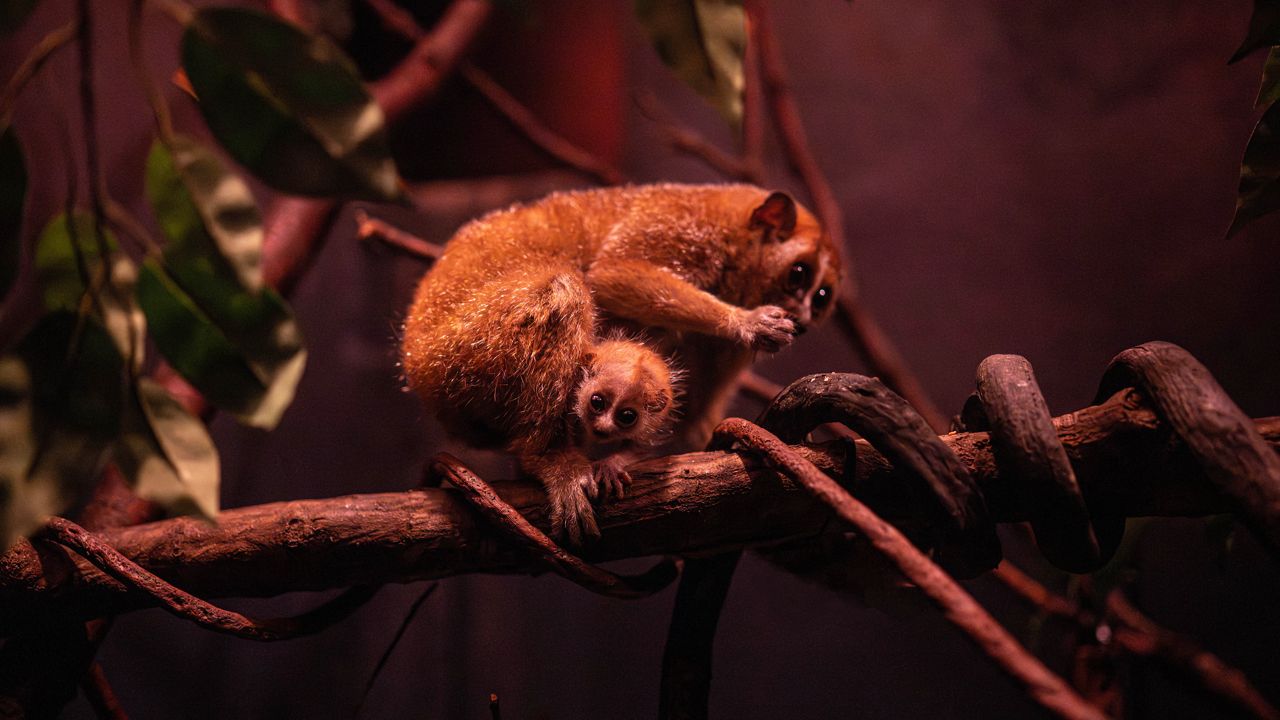 Endangered pint-sized primate born at the Bronx Zoo