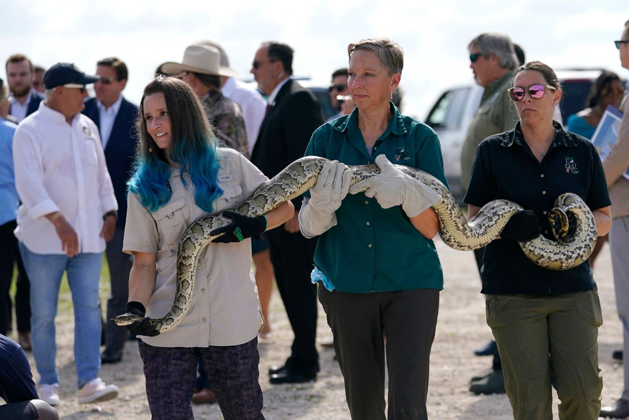 Burmese python hunt in Florida Everglades slated for August