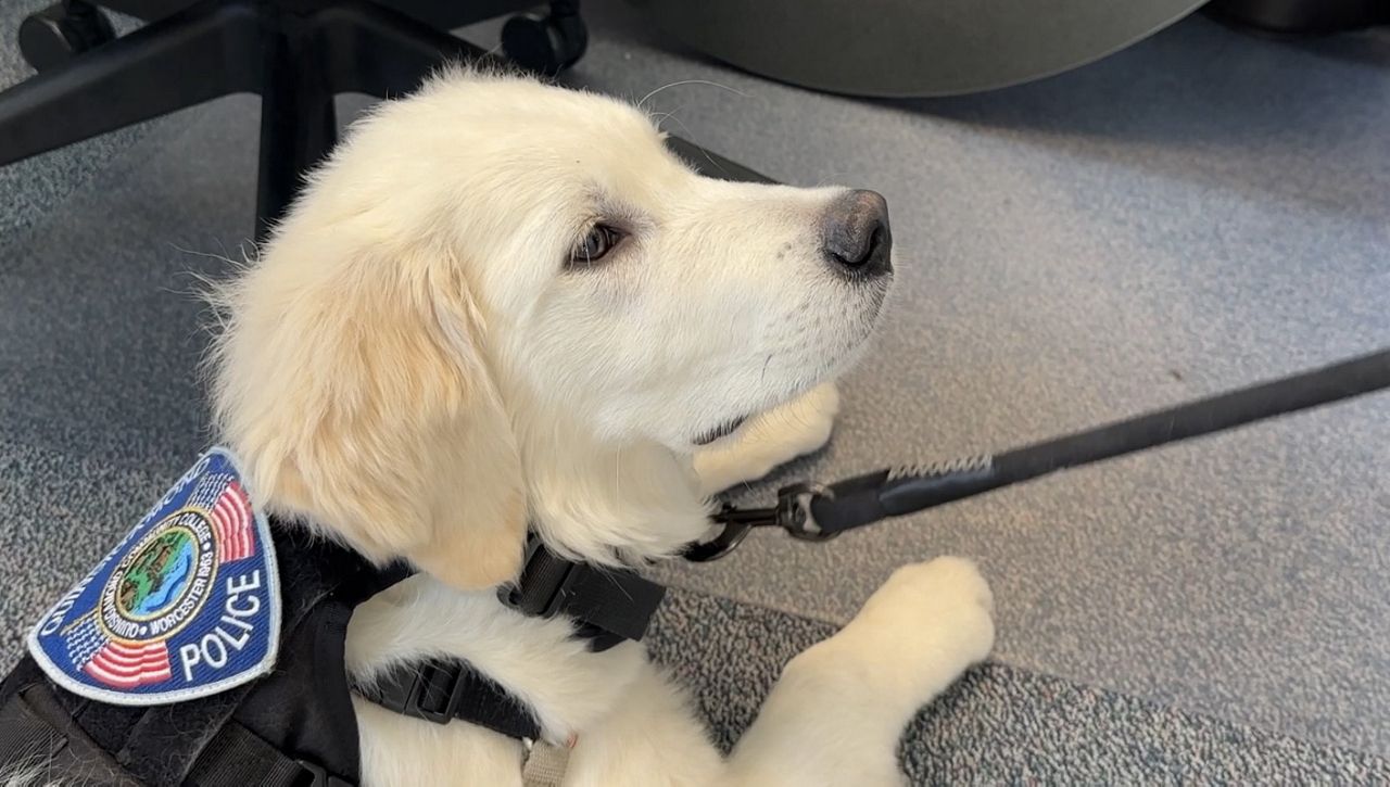 QCC welcomes community resource dog Siggy to campus