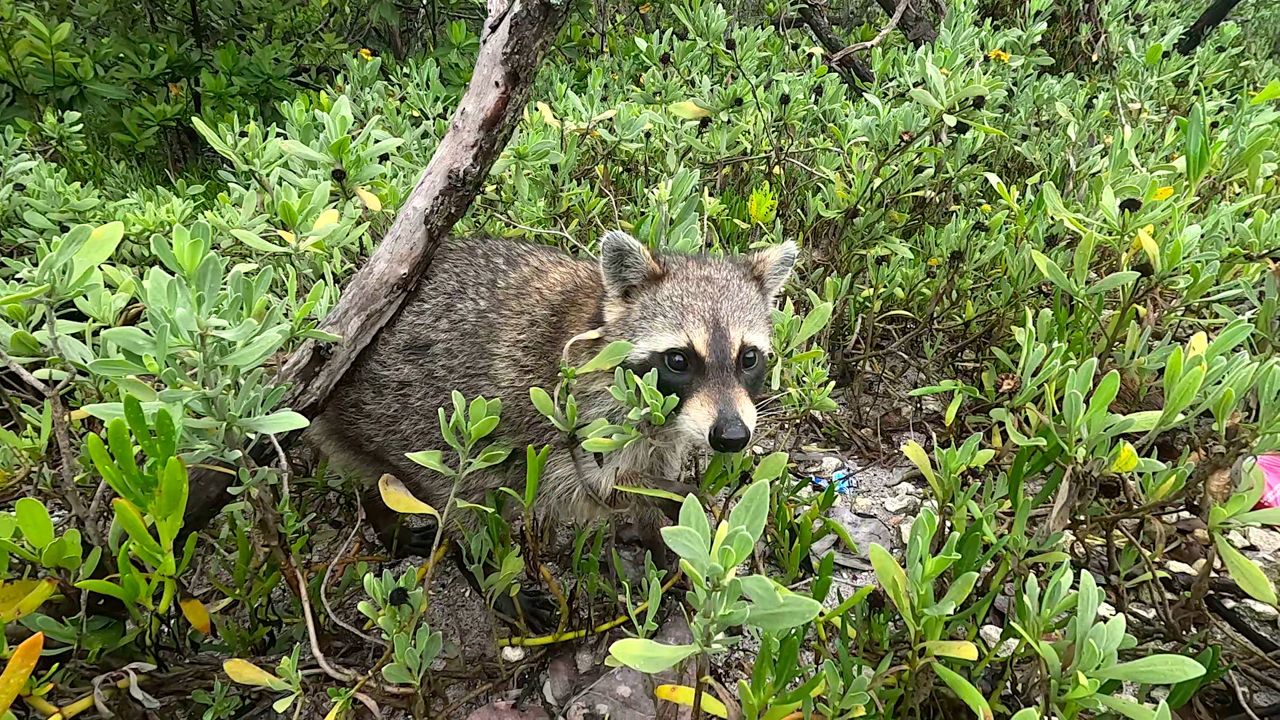 Visit Raccoon Island in Miami's Biscayne Bay