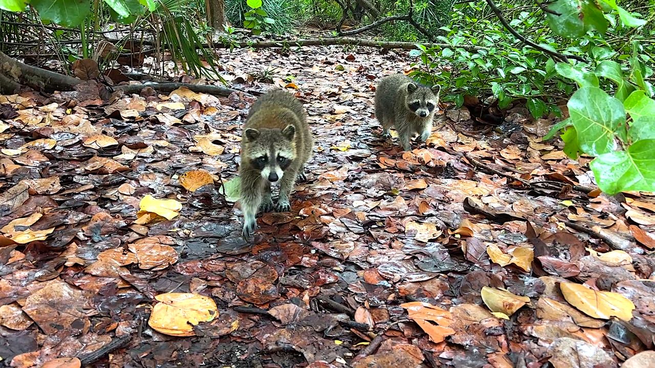 Visit Raccoon Island in Miami's Biscayne Bay