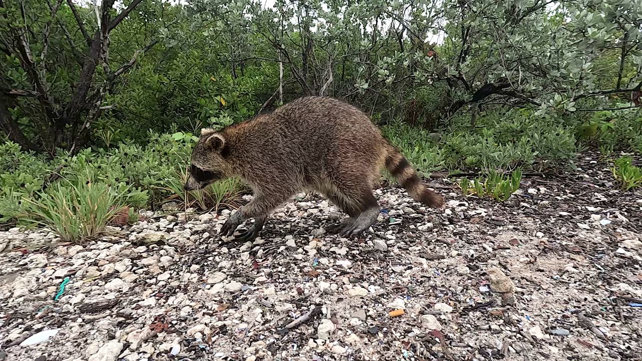 Visit Raccoon Island in Miami's Biscayne Bay