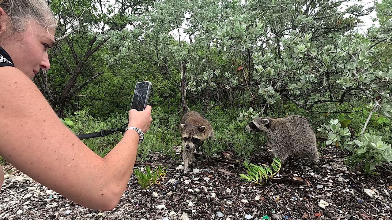 Visit Raccoon Island in Miami's Biscayne Bay