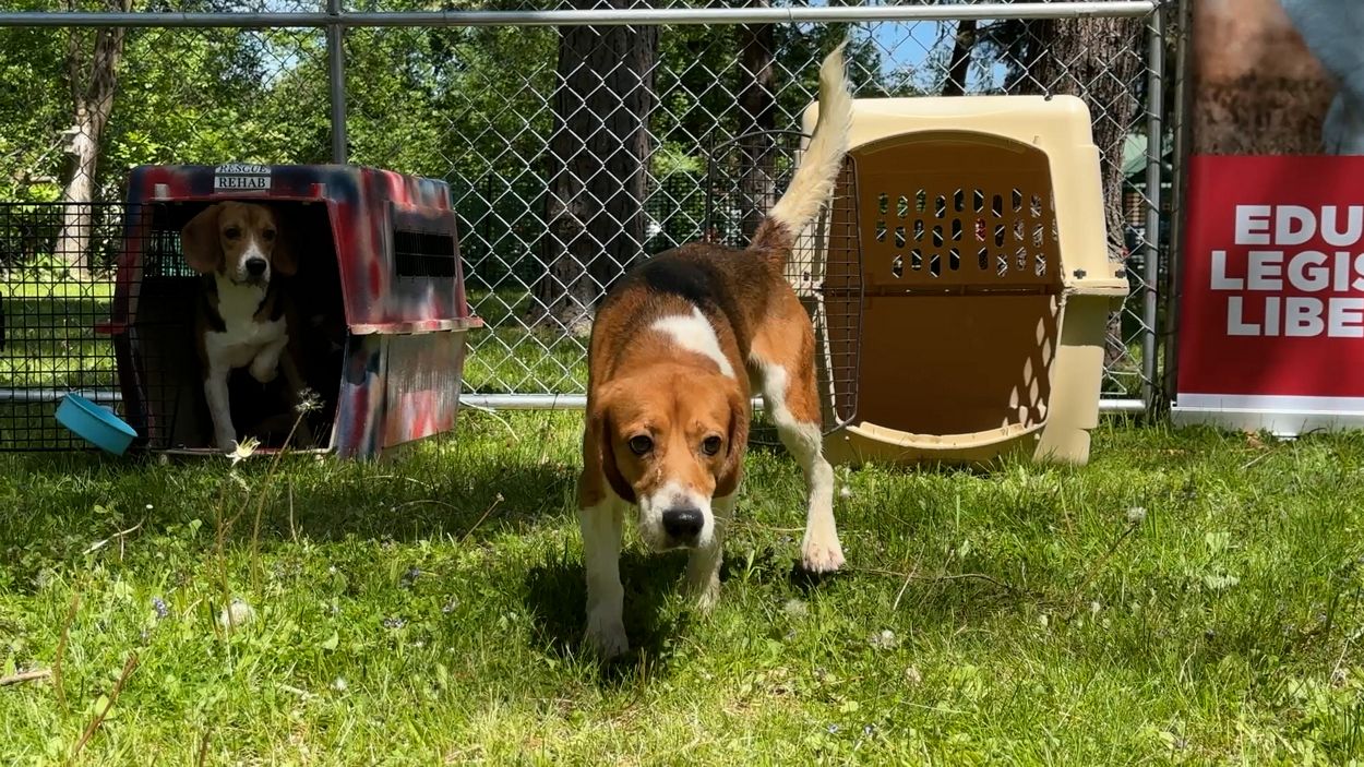 Ridglan Farms to shut down amid release of 475 more dogs