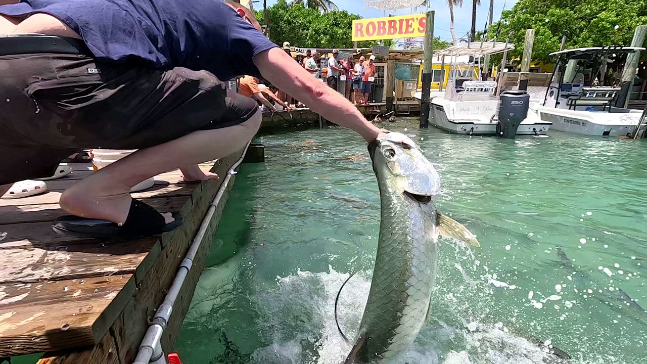 Hand feed leaping tarpon at popular Robbie’s in Islamorada