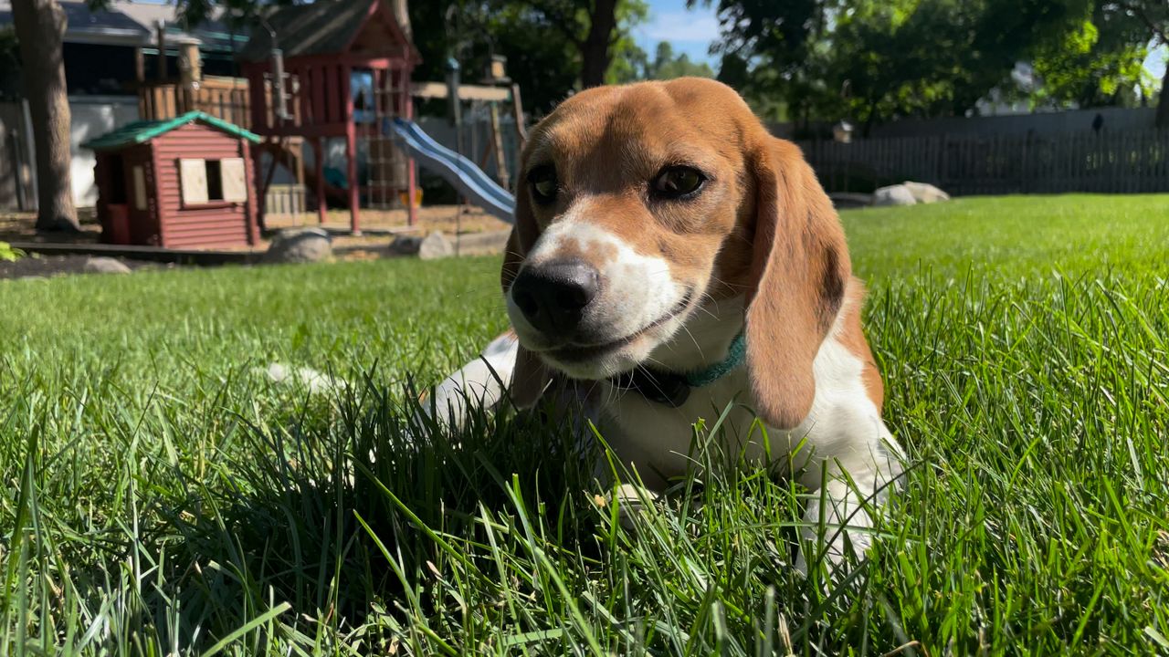 Rescue beagles from Virginia mass breeding facility thrive