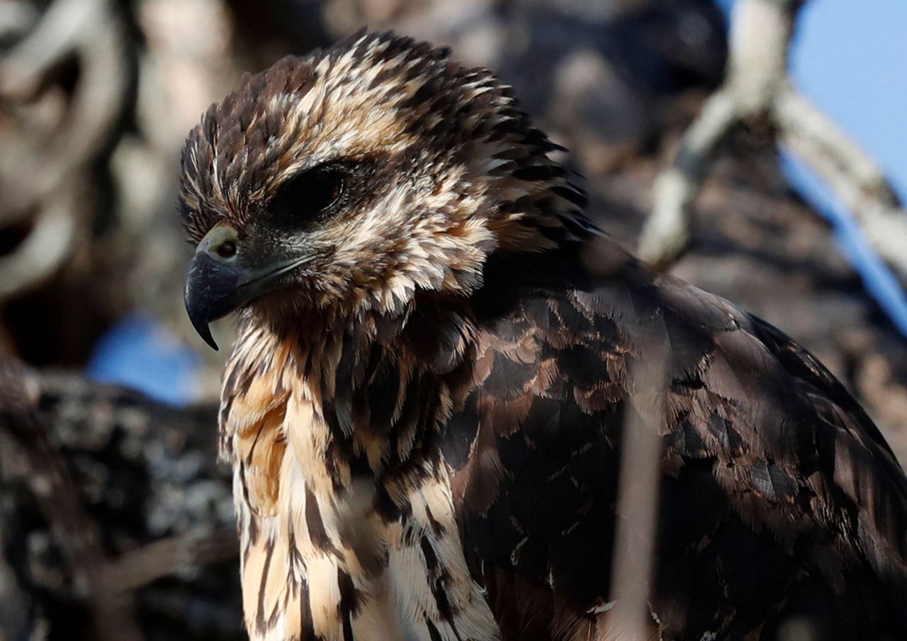 Hawk native to South America wows crowd in Maine park