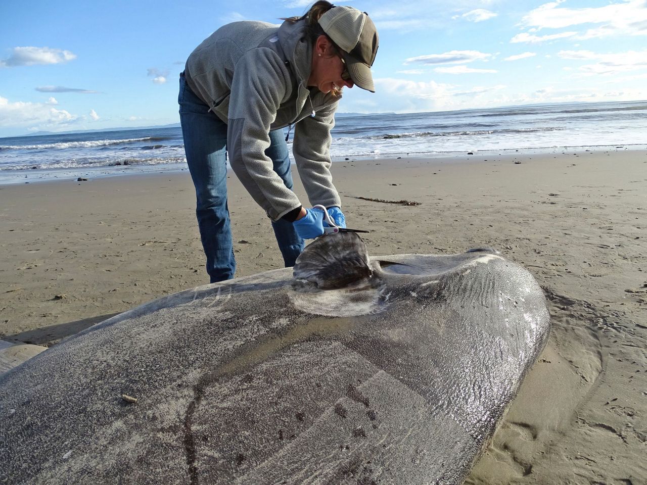 Rare sea creature washes ashore in Southern California