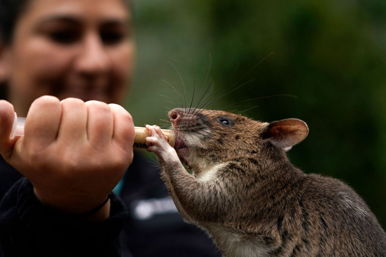 Rat ambassadors try to counter bad press amid NYC's rat war