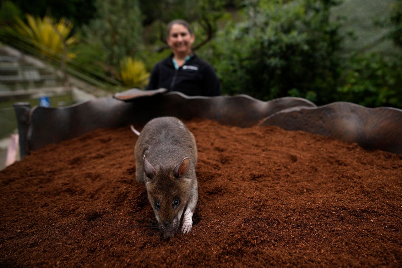 Rat ambassadors try to counter bad press amid NYC's rat war