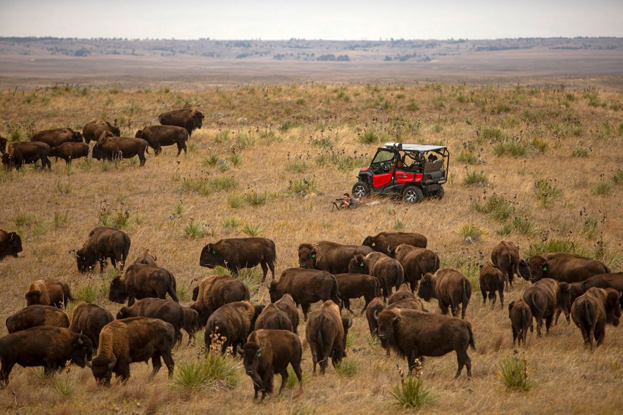 Bison spread as Native American tribes reclaim stewardship