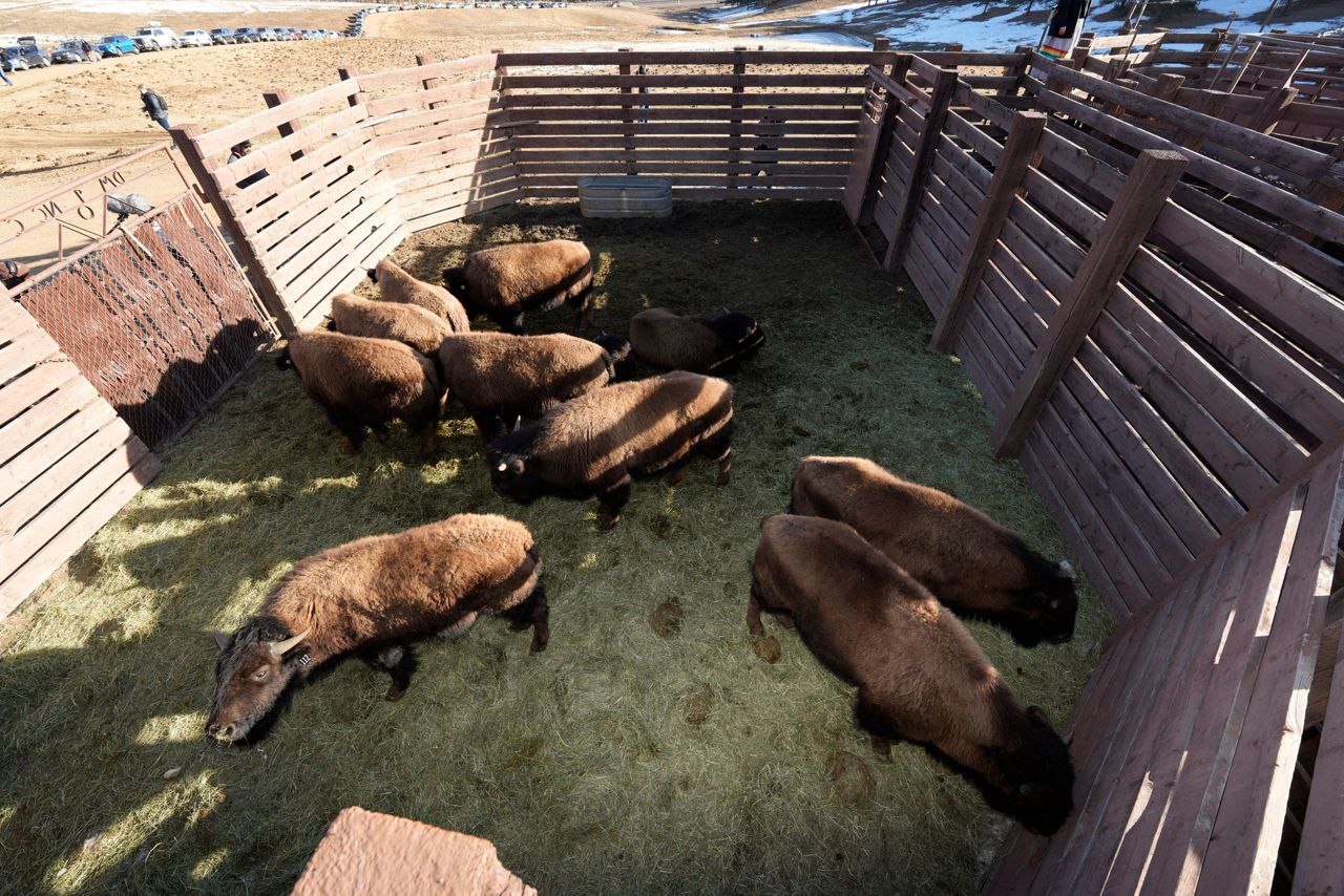 US tribes get bison as they seek to restore bond with animal