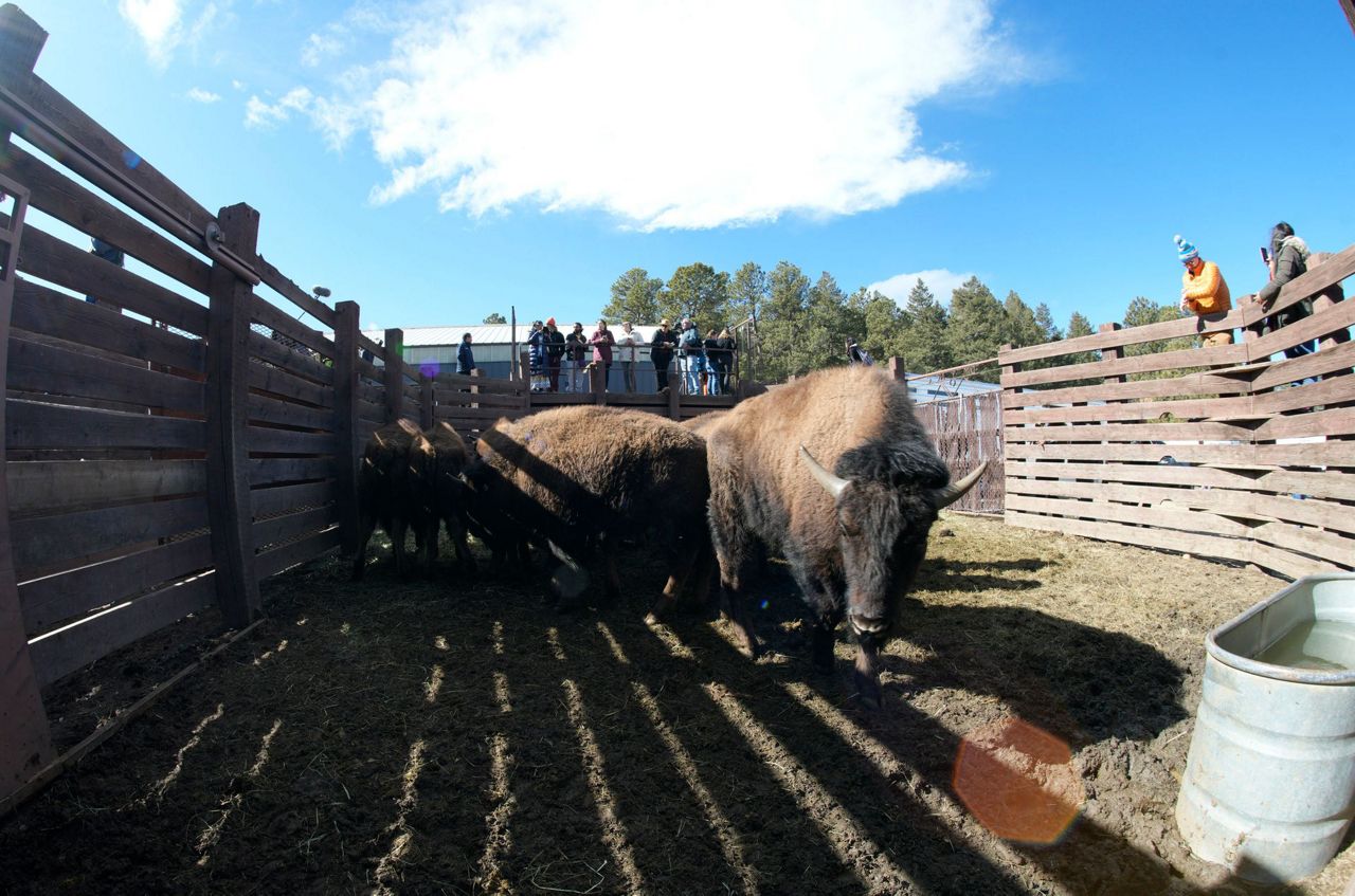 US tribes get bison as they seek to restore bond with animal