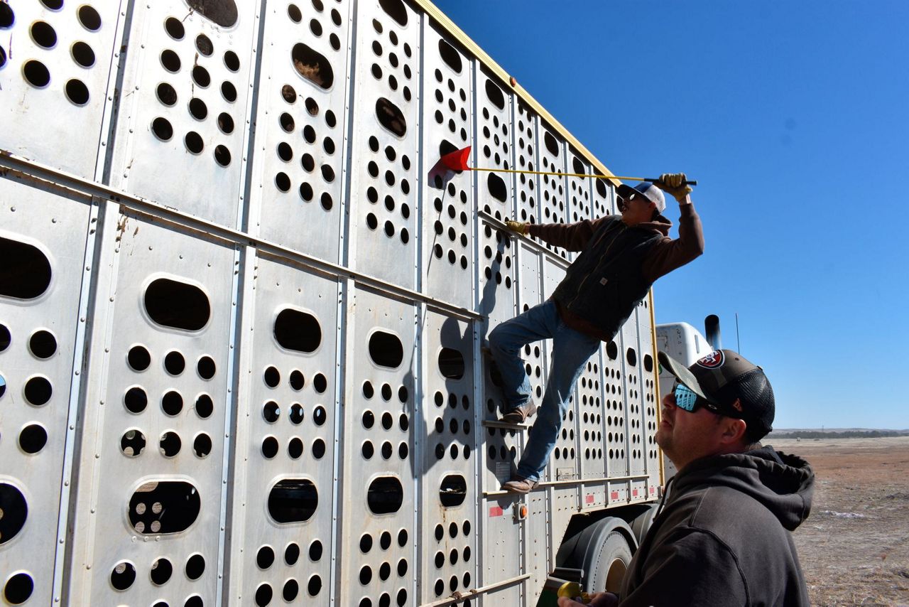 Bison spread as Native American tribes reclaim stewardship