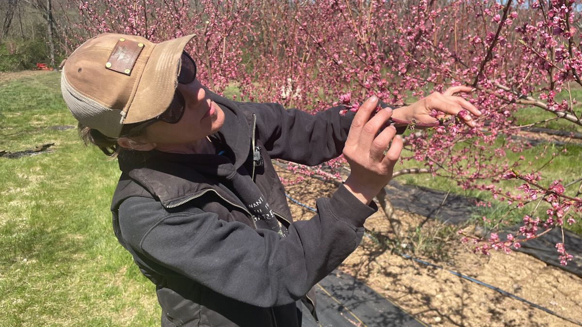 Red Fire Farm's fruit crop safe despite cold snap