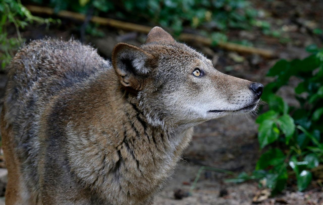 Red wolves court battle reignites as governor urges action