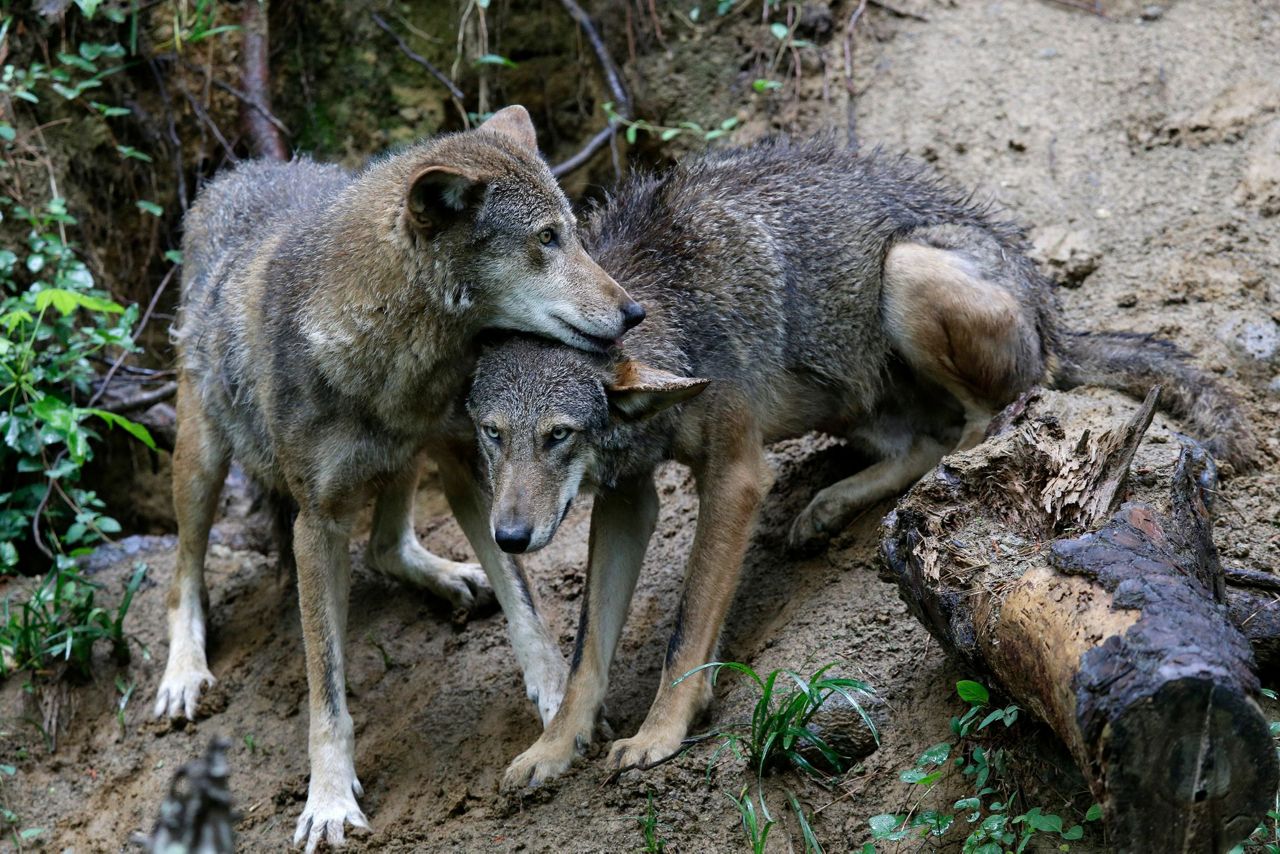 Red wolves court battle reignites as governor urges action